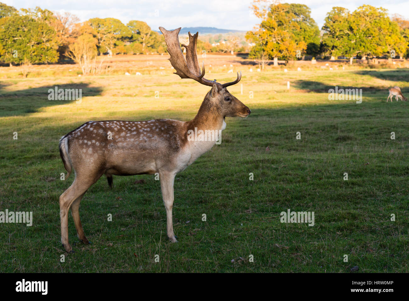 Fallow deer at Powderham Castle, Devon, England Stock Photo - Alamy