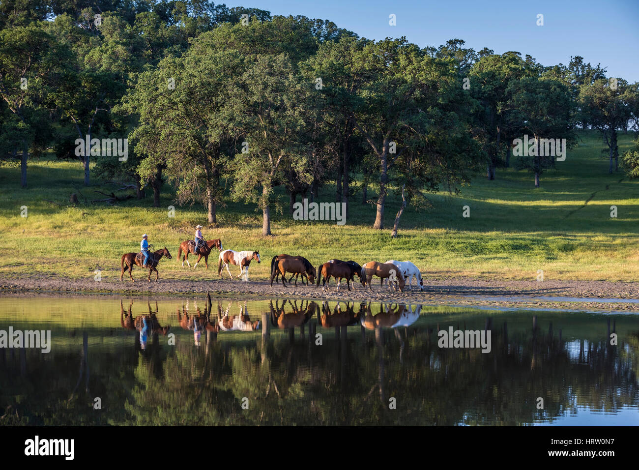 Cowhands hi-res stock photography and images - Alamy