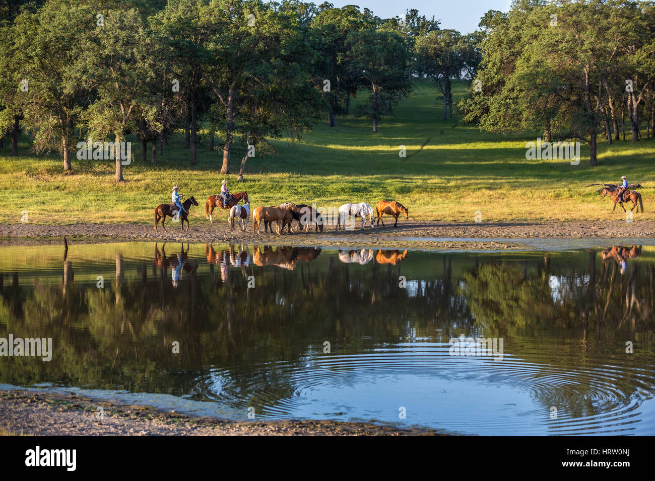 Cowhands hi-res stock photography and images - Alamy