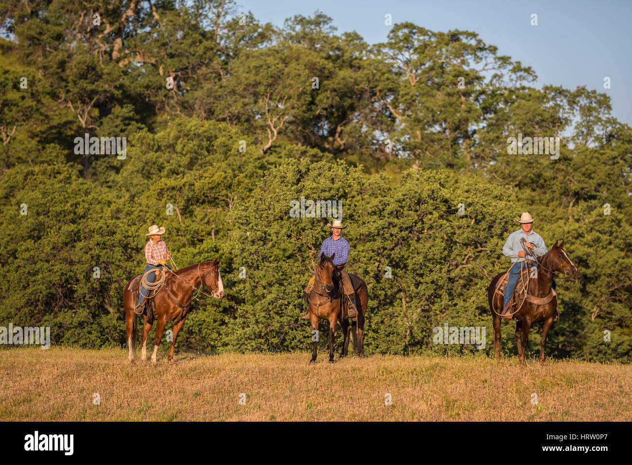 cowboys on horseback on ridge on ranch Stock Photo - Alamy