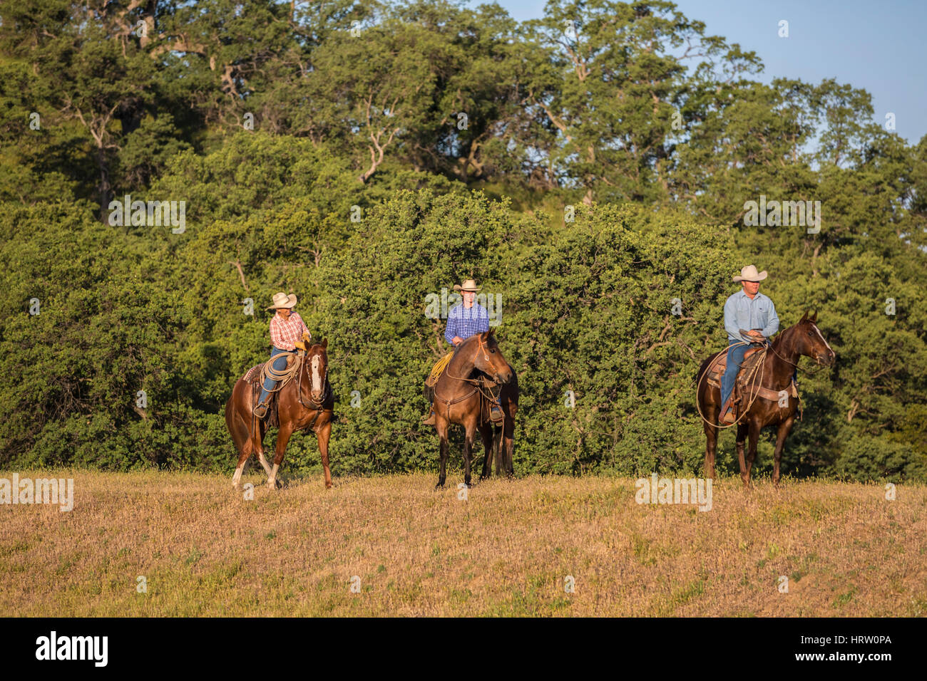 Cowboys on horseback hi-res stock photography and images - Alamy