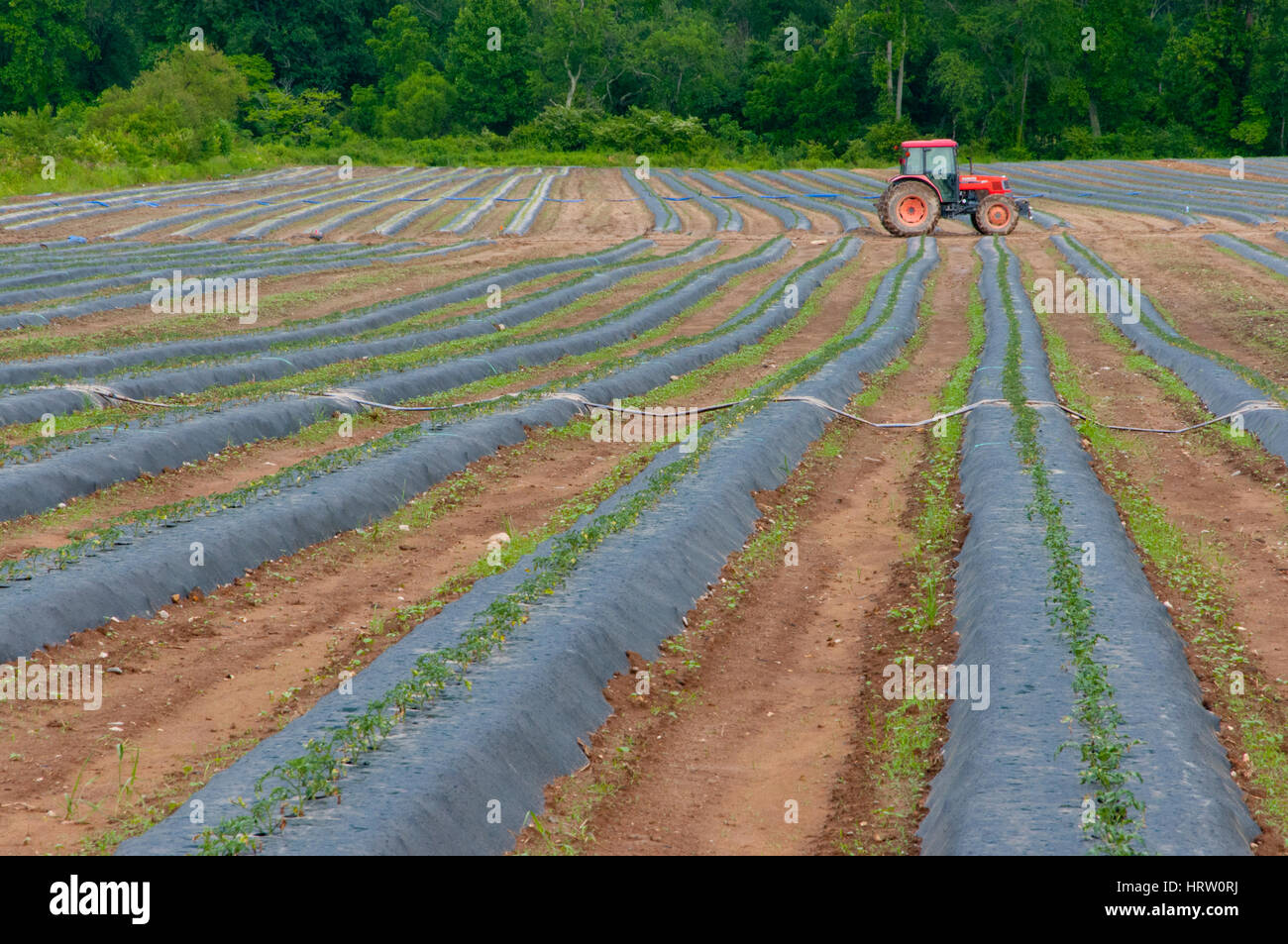 Red Tractor on North Carolina Farm Stock Photo - Alamy