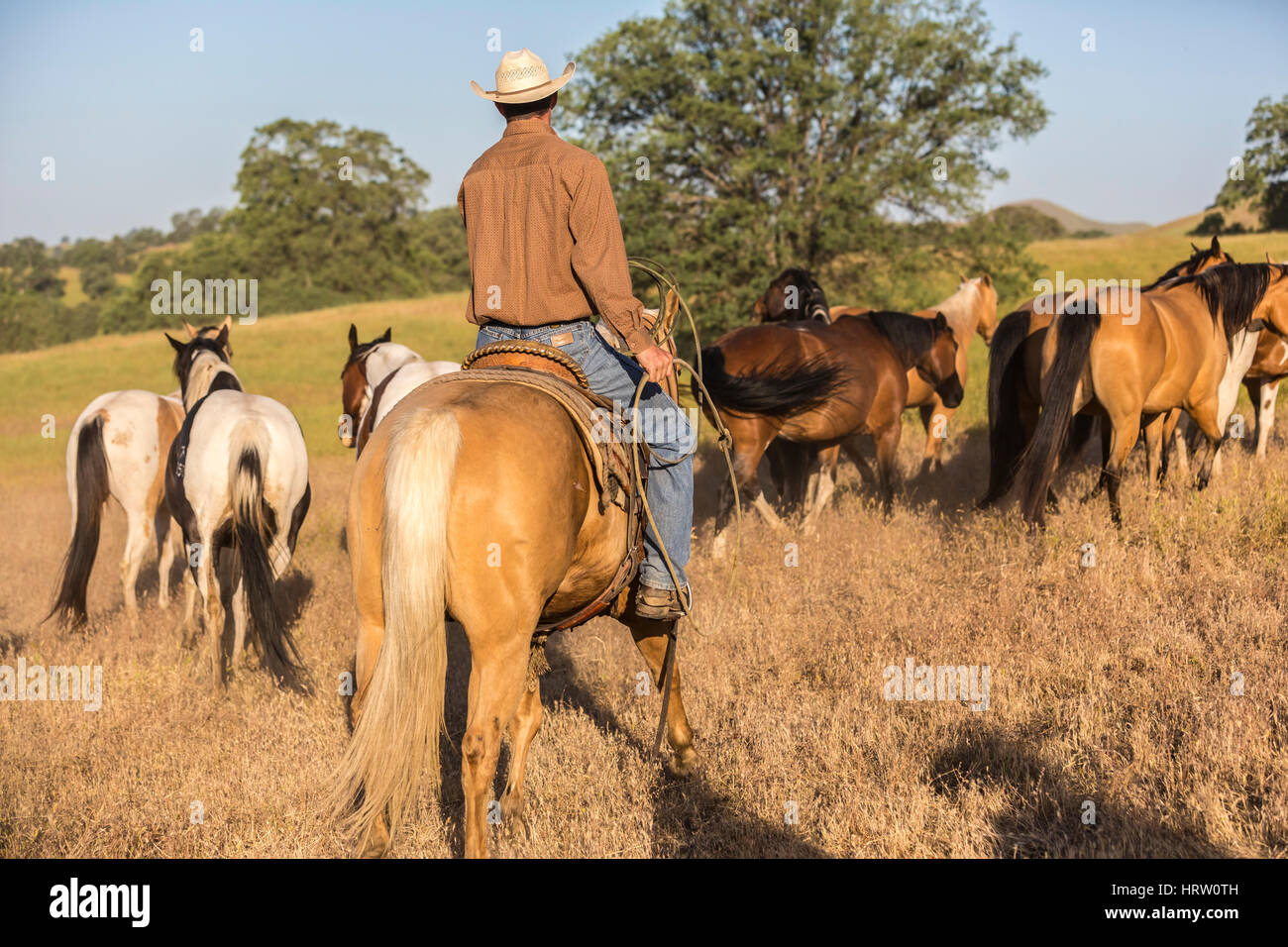cowhands herd horses in field on ranch Stock Photo - Alamy