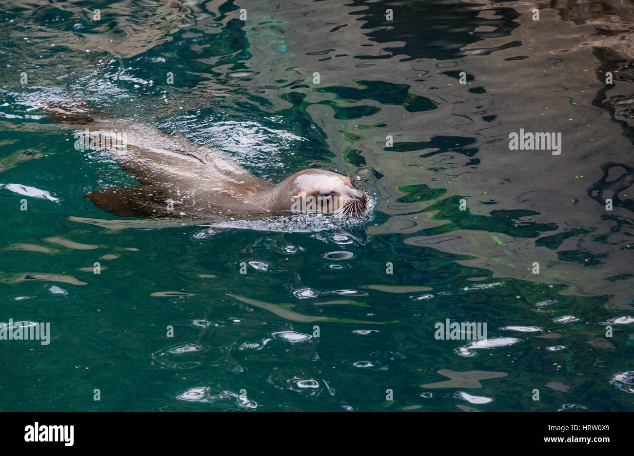 A harbor seal swimming in green water Stock Photo - Alamy