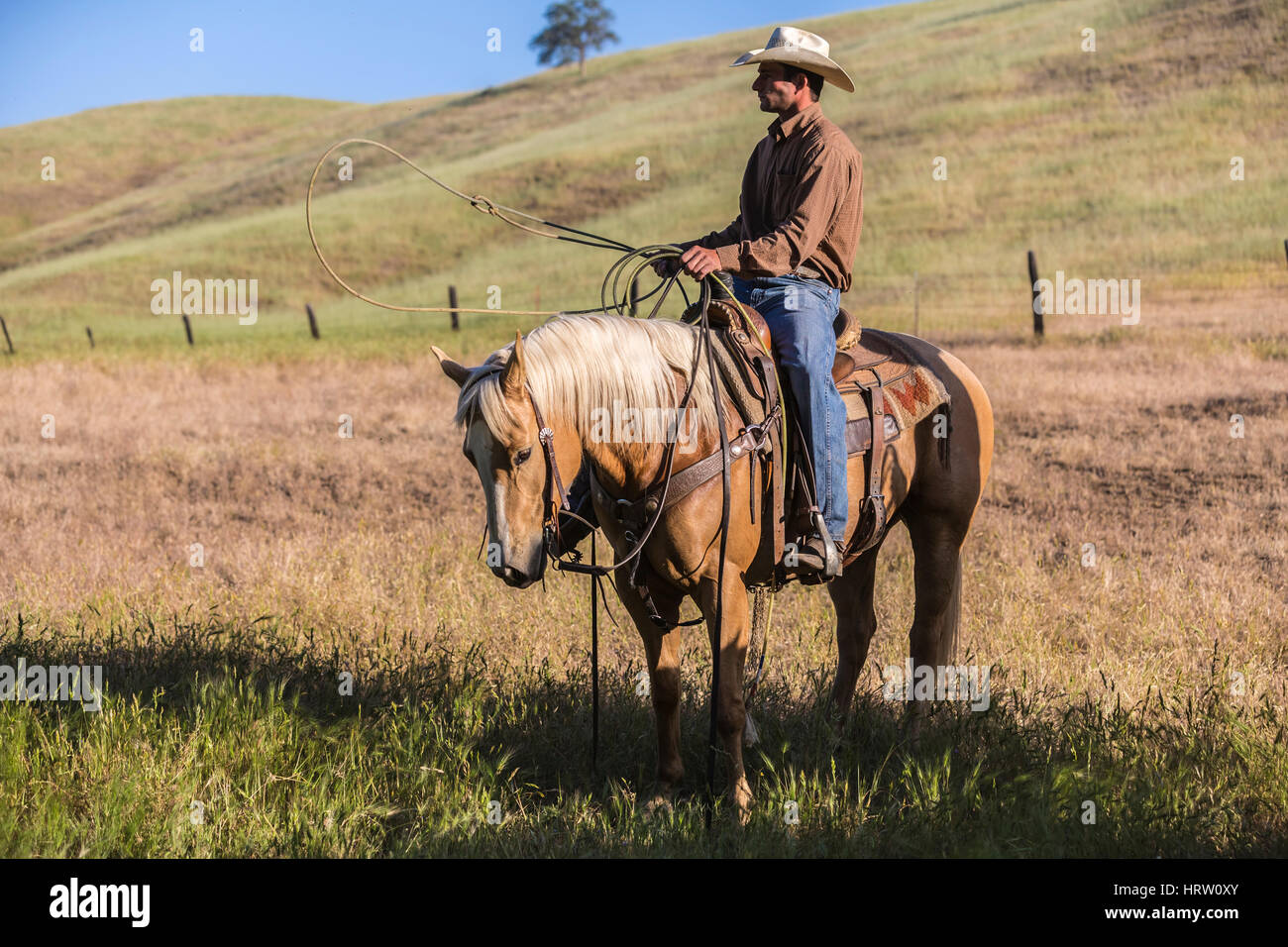 cowboy with horse in field on ranch Stock Photo - Alamy