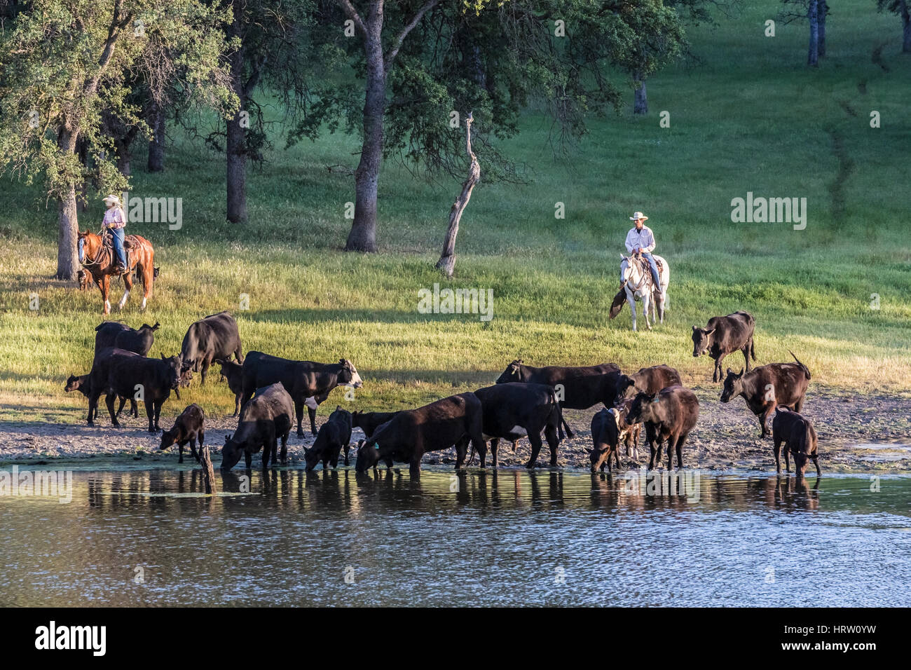 Cowhands hi-res stock photography and images - Alamy