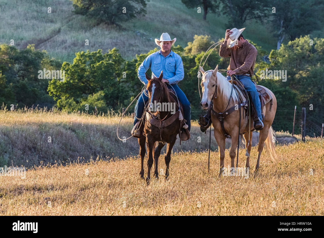 two cowboys on horseback in field on ranch Stock Photo - Alamy