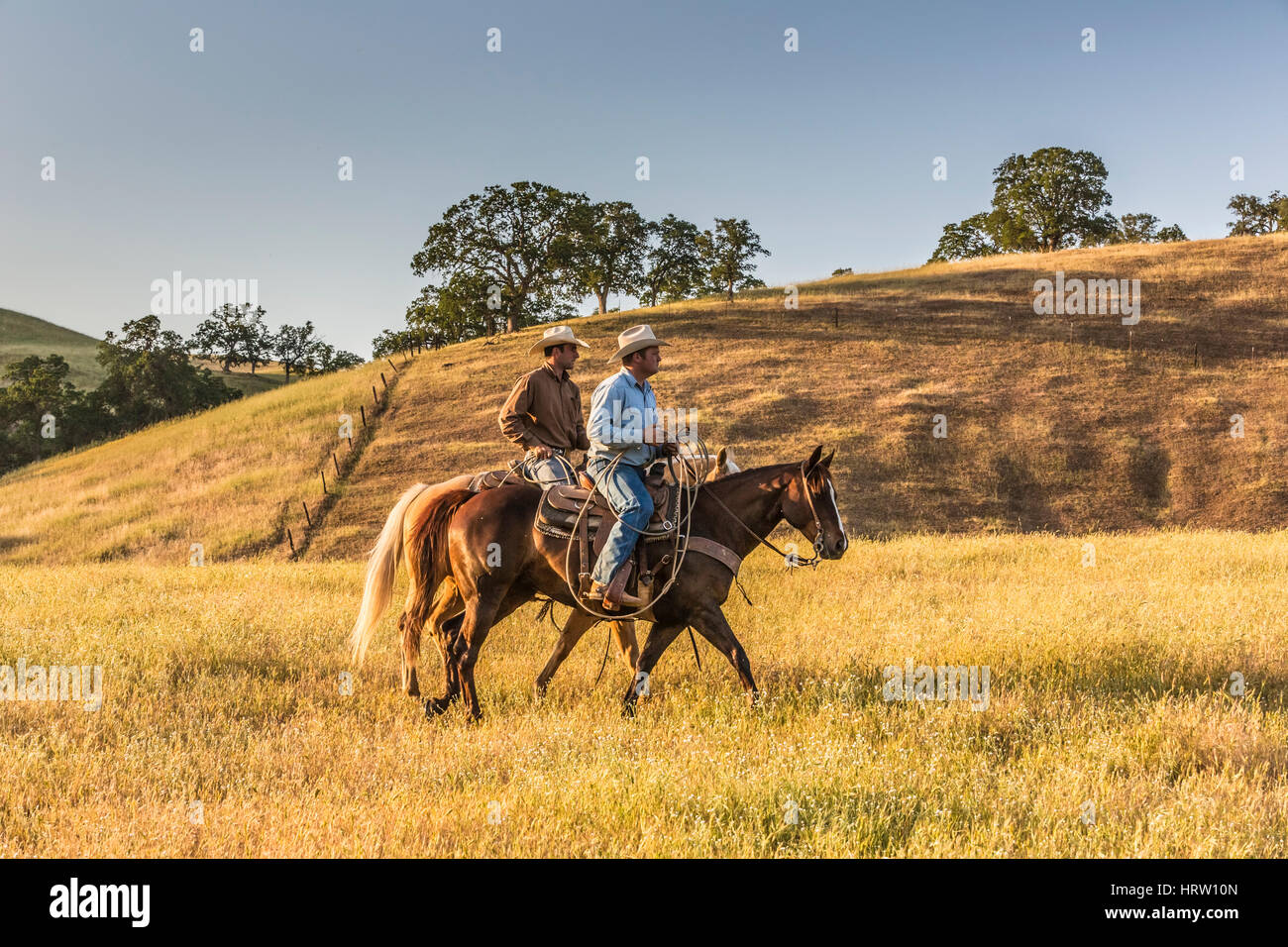 two cowboys on horseback in field on ranch Stock Photo - Alamy