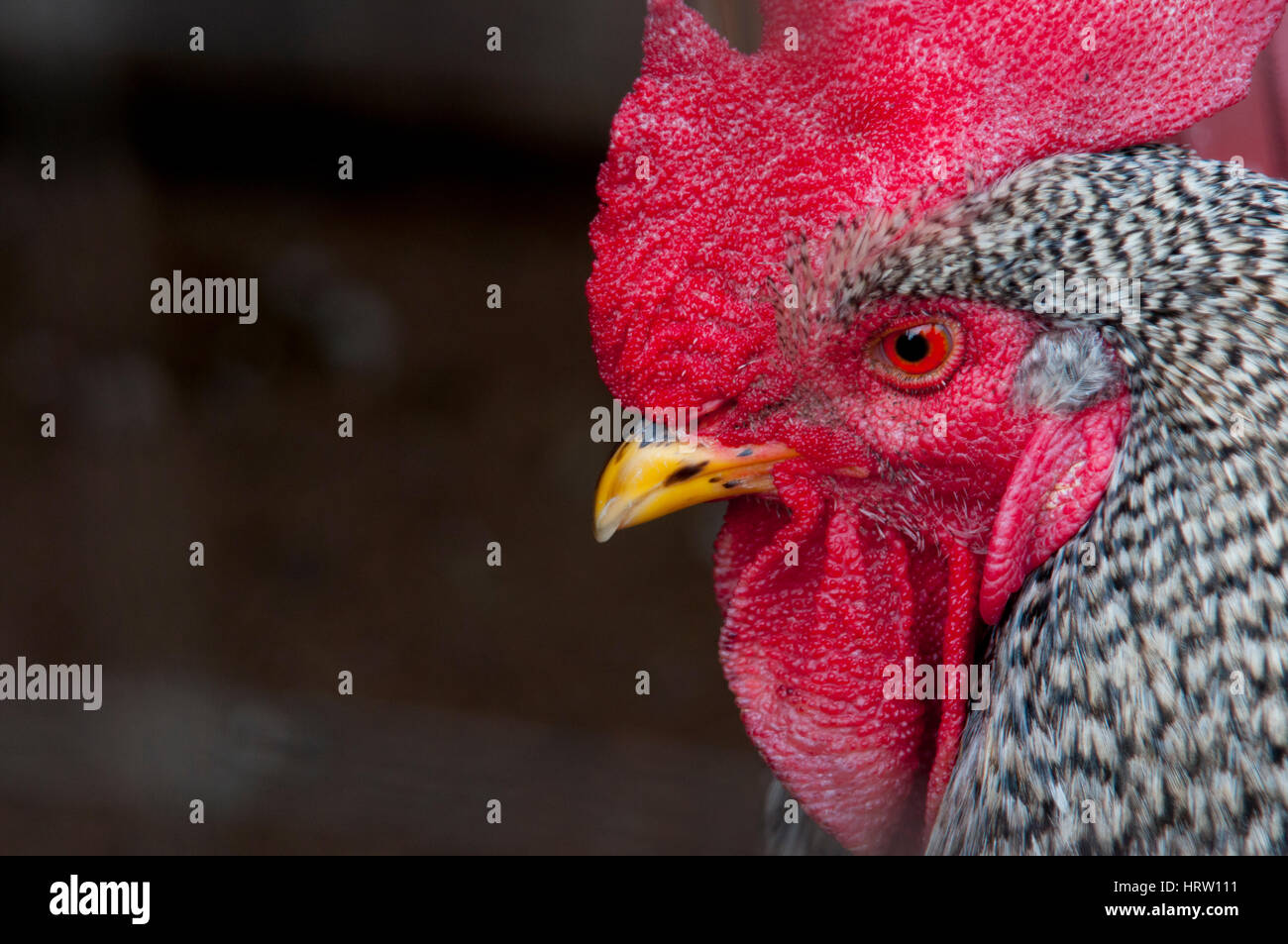 Angry rooster hi-res stock photography and images - Alamy