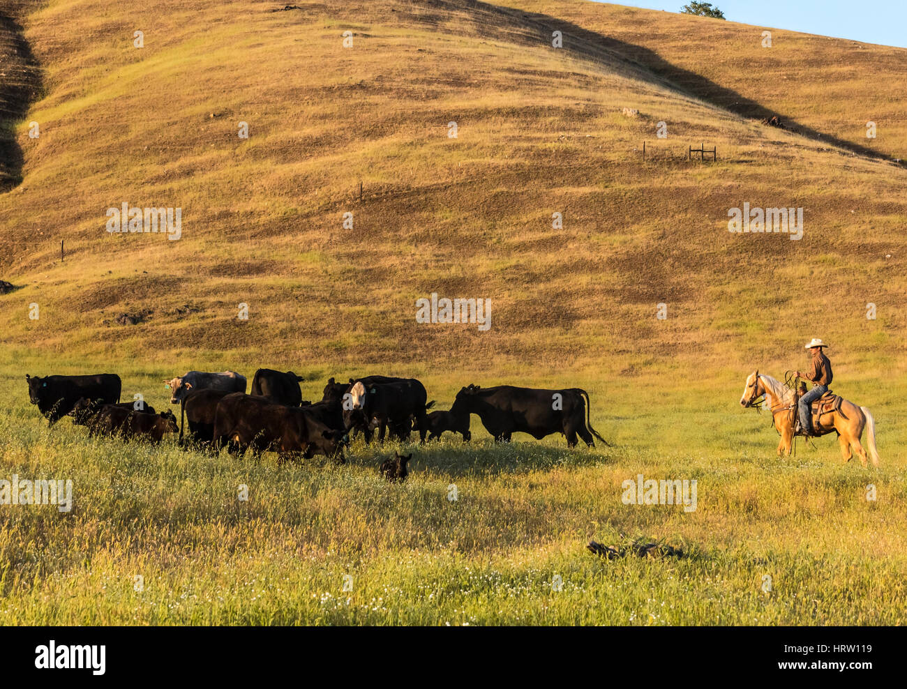 cowboys with cattle in field on ranch Stock Photo - Alamy