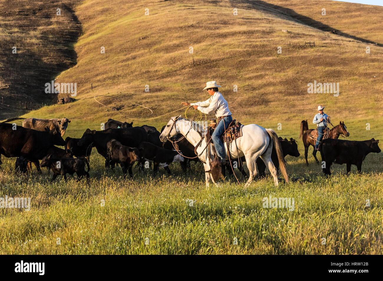 Cowboy on horse with cattle hi-res stock photography and images - Alamy