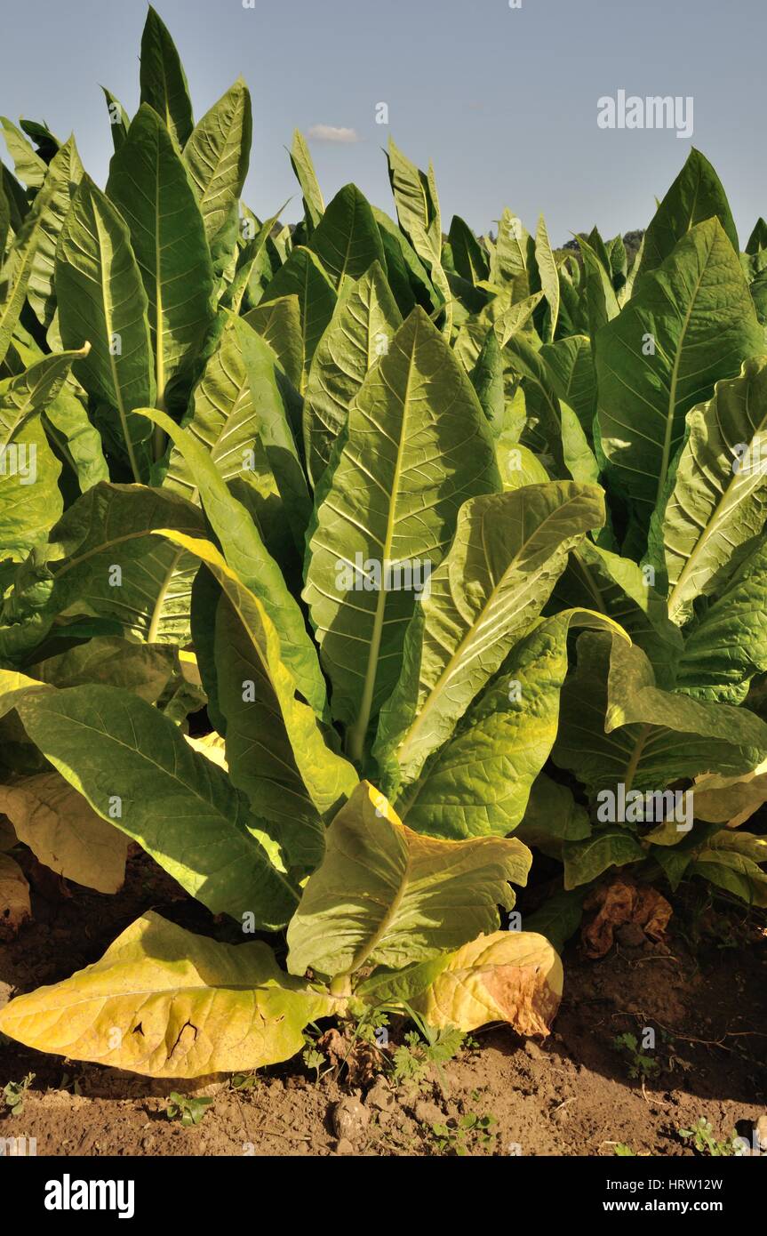 Champ de tabac en dordogne hi-res stock photography and images - Alamy