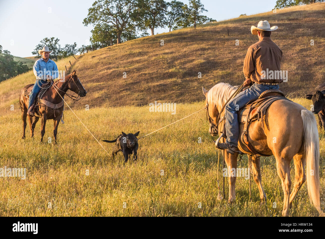 cowboys roping calf in field on ranch Stock Photo - Alamy
