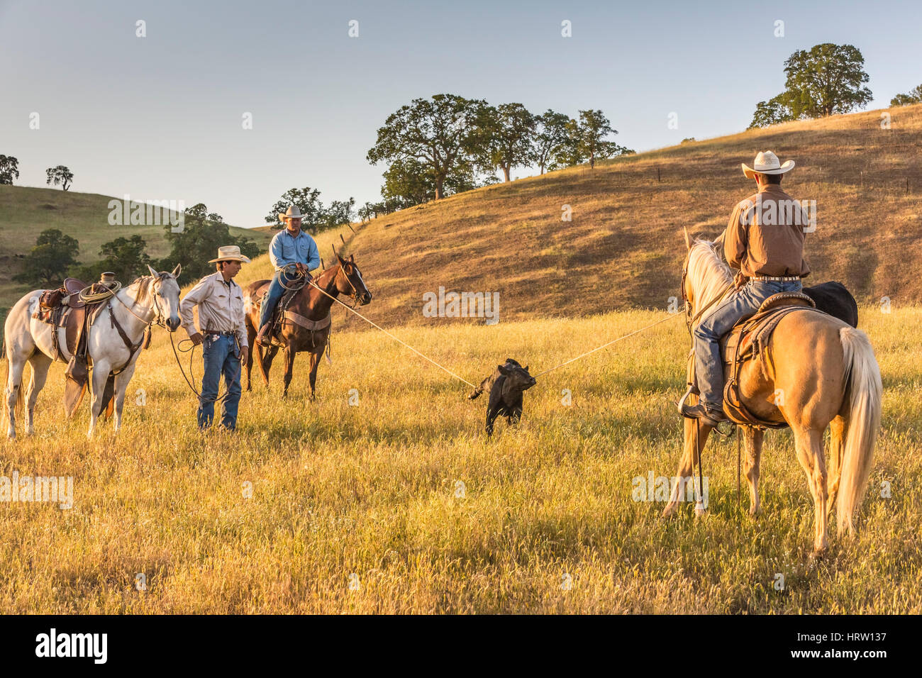 cowboys roping calf in field on ranch Stock Photo - Alamy