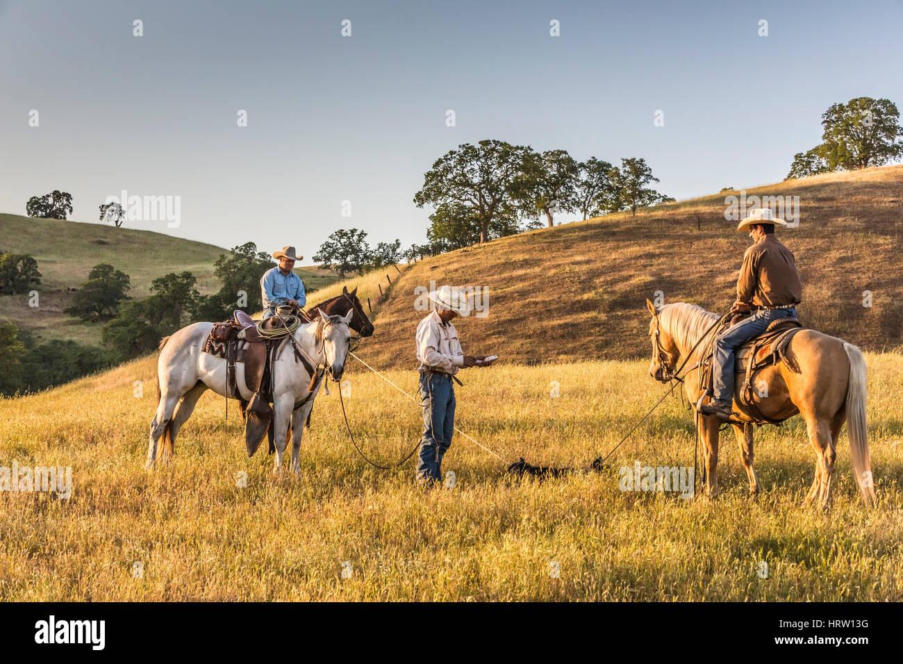 cowboys roping calf in field on ranch Stock Photo - Alamy
