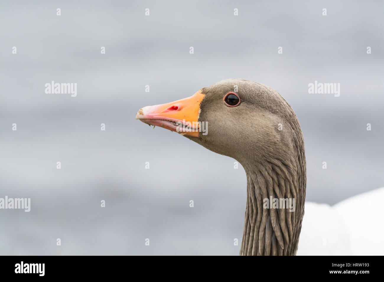 Greylag goose (Anser anser), head and neck Stock Photo - Alamy