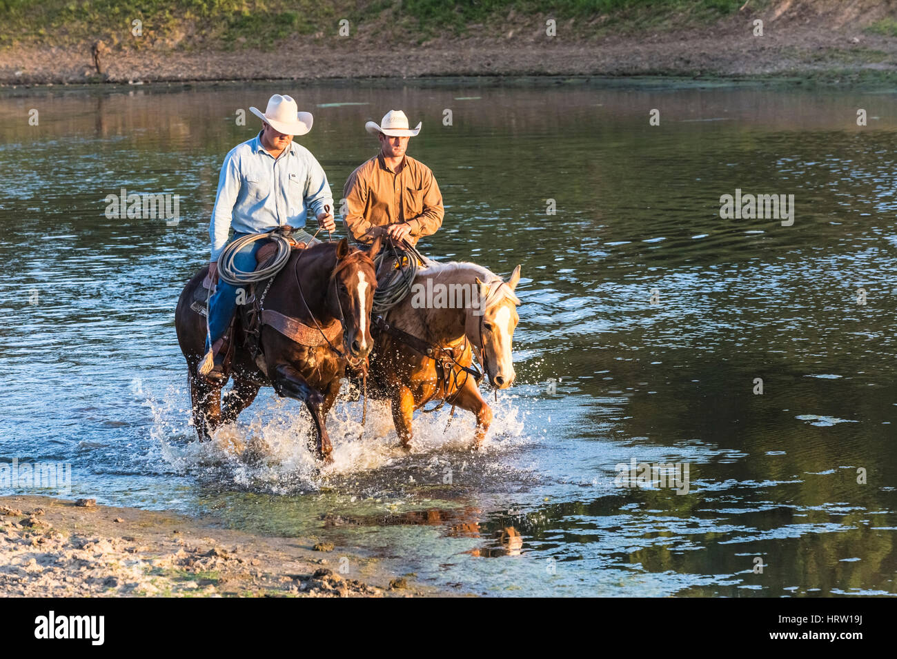 two cowboys on horseback crossing creek on ranch Stock Photo - Alamy