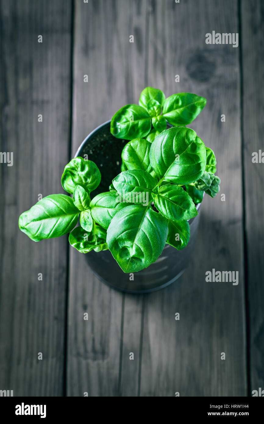 Basi ingredient in the italian cuisine hi-res stock photography and ...