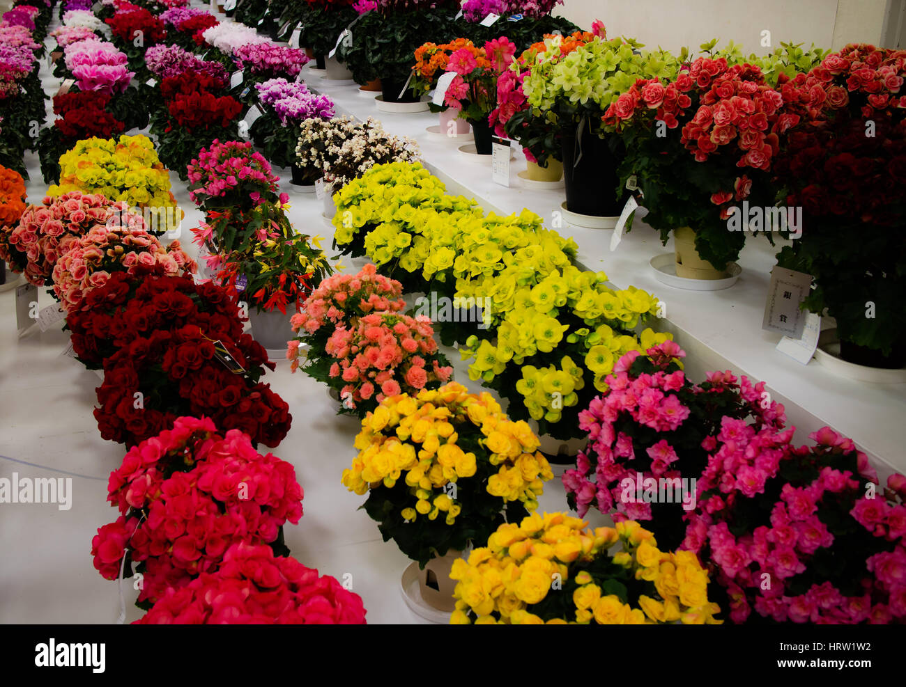 Lots of colourful flowers on display at a flower show in Tokyo, Japan ...