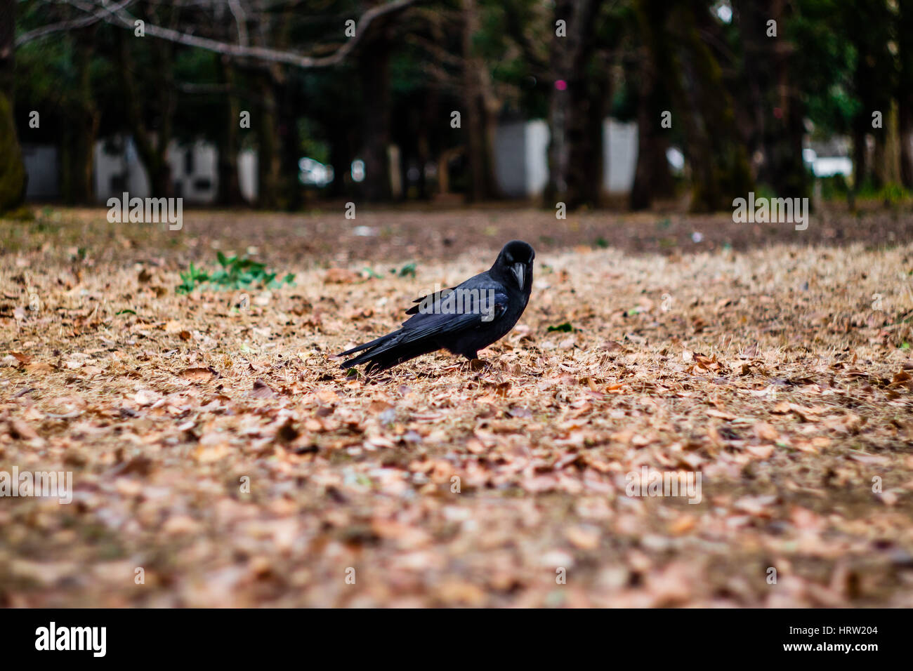 A large billed crow, staring at you and looking rather sinister Stock ...