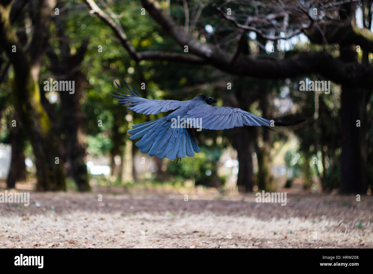 A Large Billed Crow, flying away from you in Yoyogi park, Japan Stock ...