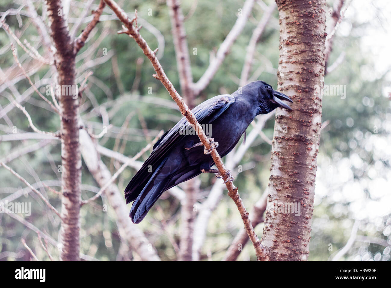 A Large Billed Crow, perched in a tree, in Tokyo, Japan Stock Photo - Alamy