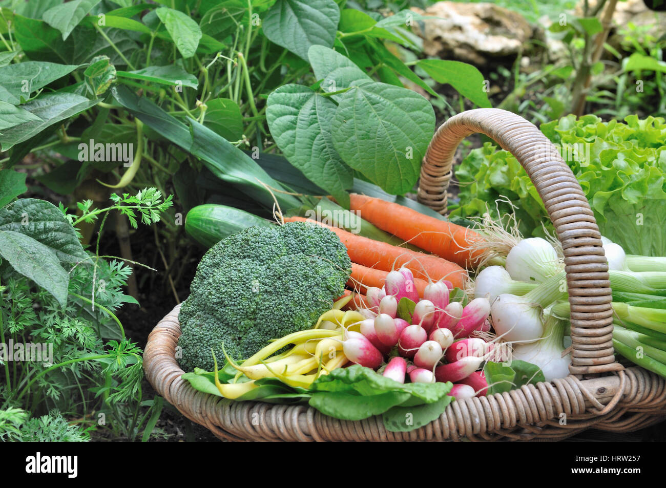 Vegetable harvest basket hi-res stock photography and images - Alamy