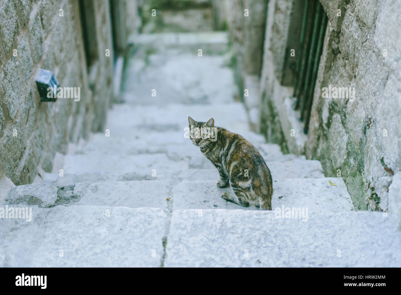 Stray and homeless cat on a narrow alley in Dubrovnik Croatia Stock ...