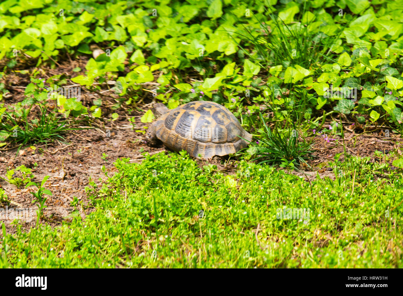Turtle in the grass Stock Photo - Alamy