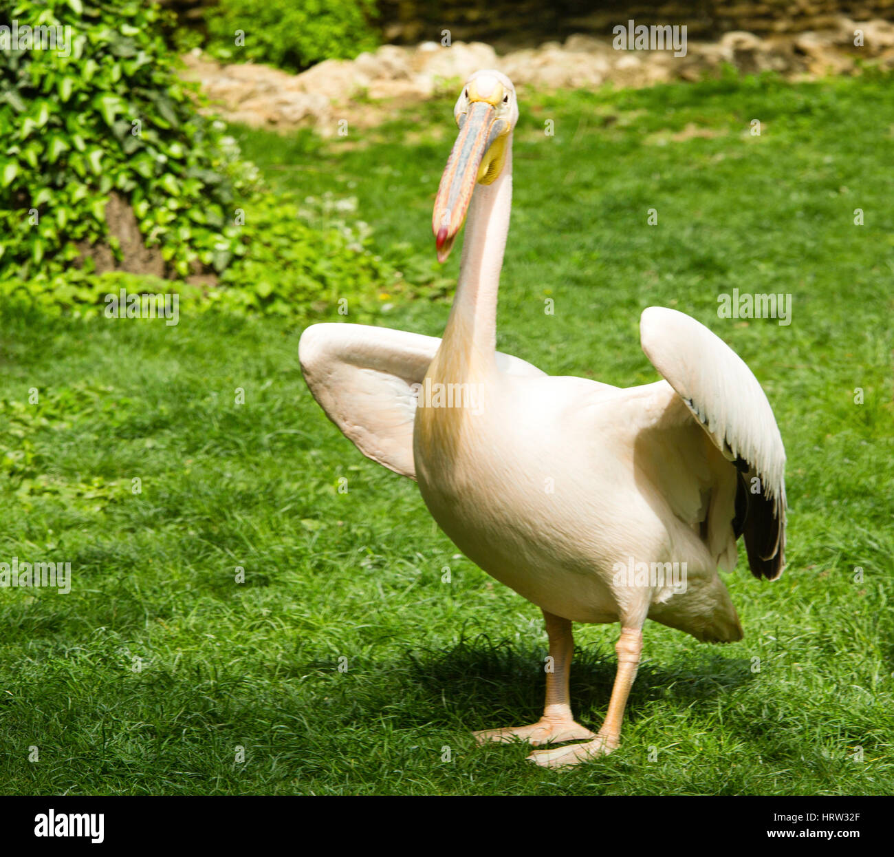 Pelicans in zoo Stock Photo - Alamy
