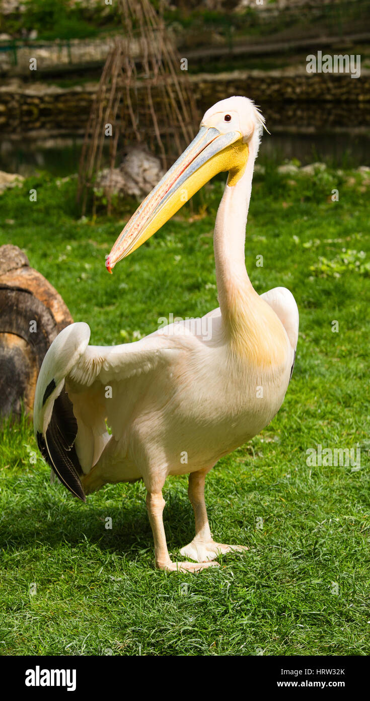 Pelicans in zoo Stock Photo - Alamy