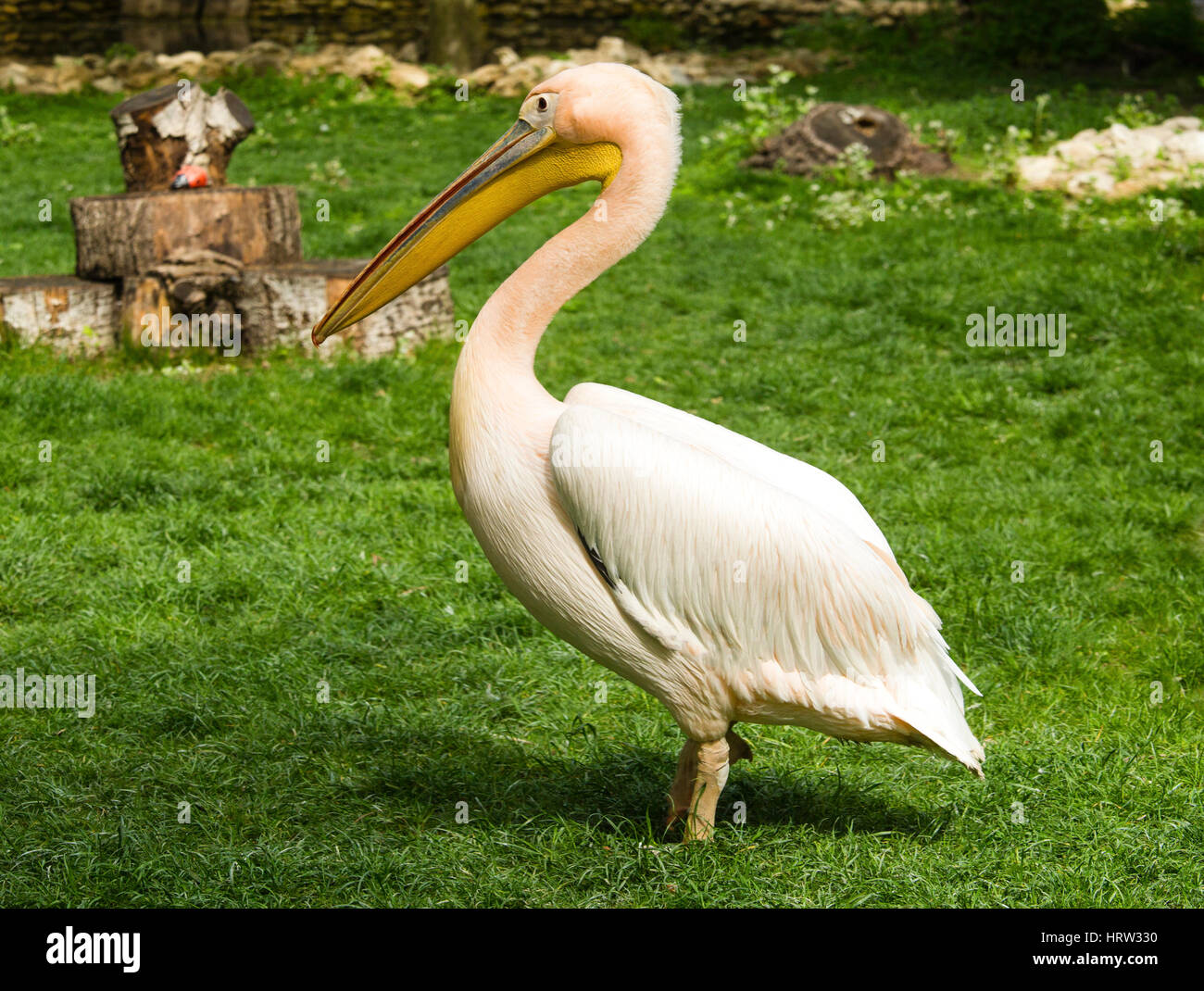 Pelicans in zoo Stock Photo - Alamy