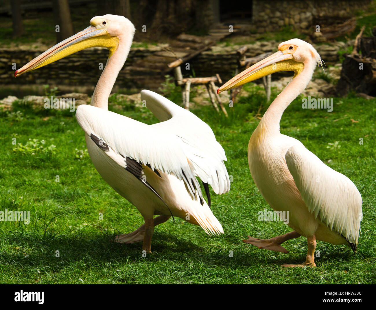 Pelicans in zoo Stock Photo - Alamy
