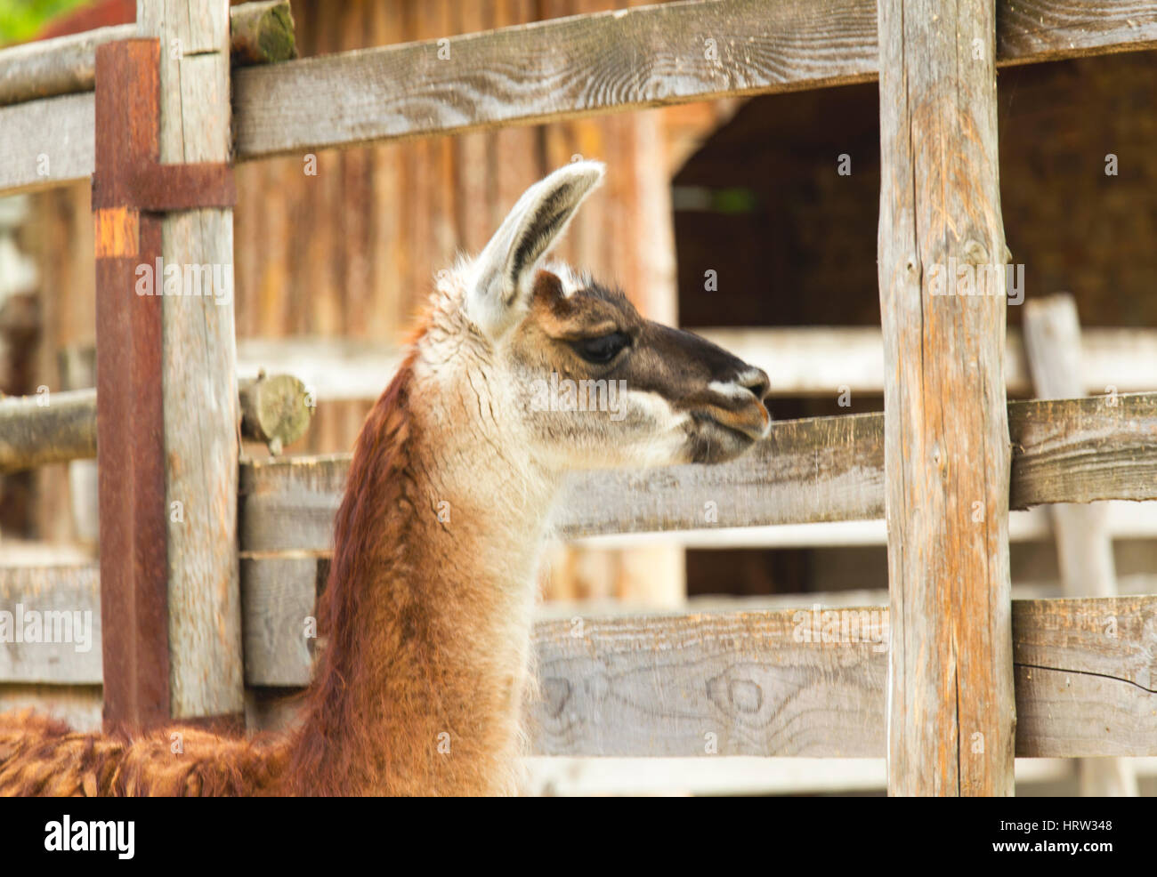 Llama in zoo Stock Photo - Alamy