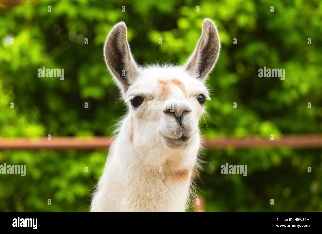 Llama in zoo Stock Photo - Alamy