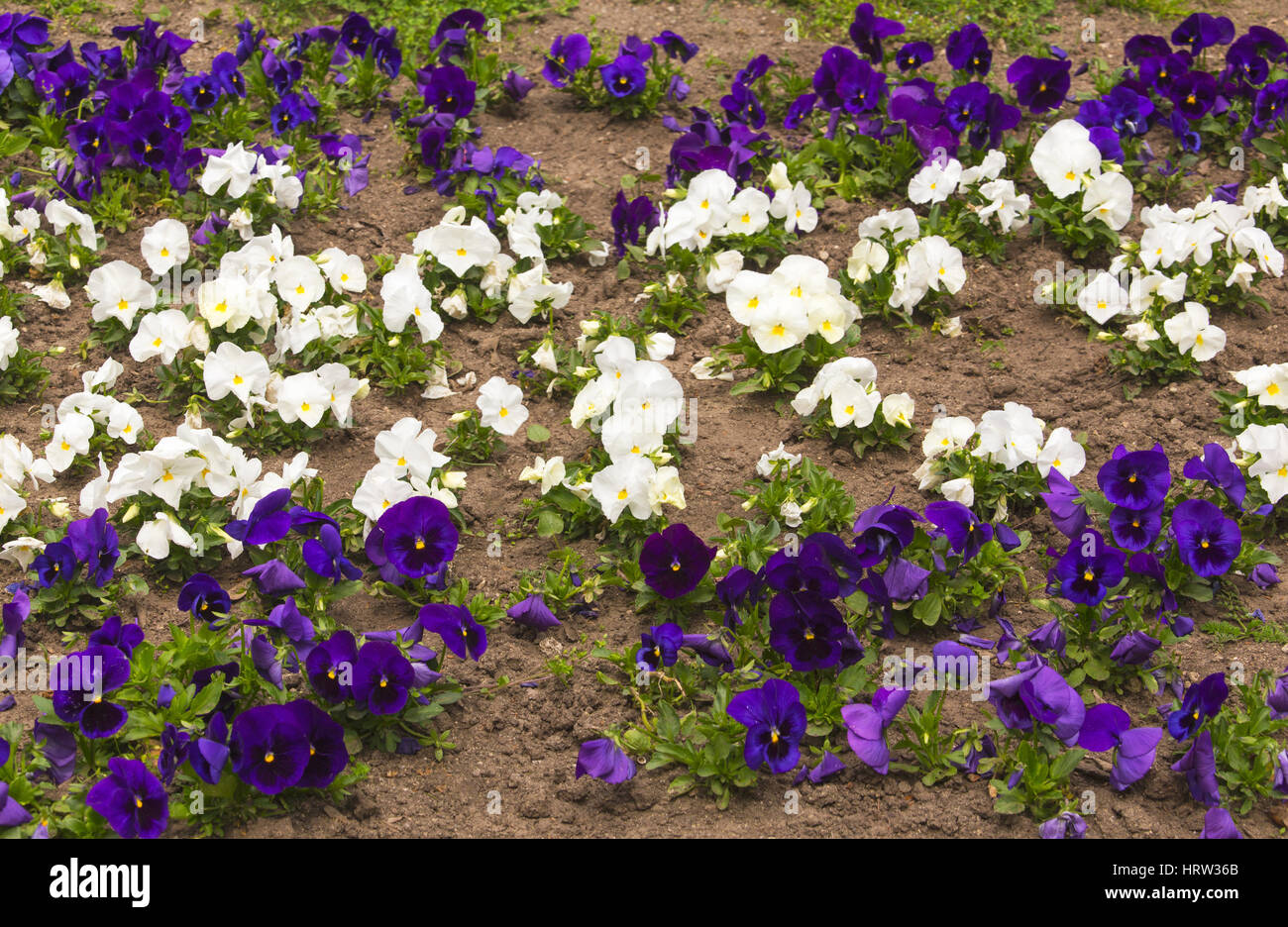 Three paradise flowers hi-res stock photography and images - Alamy