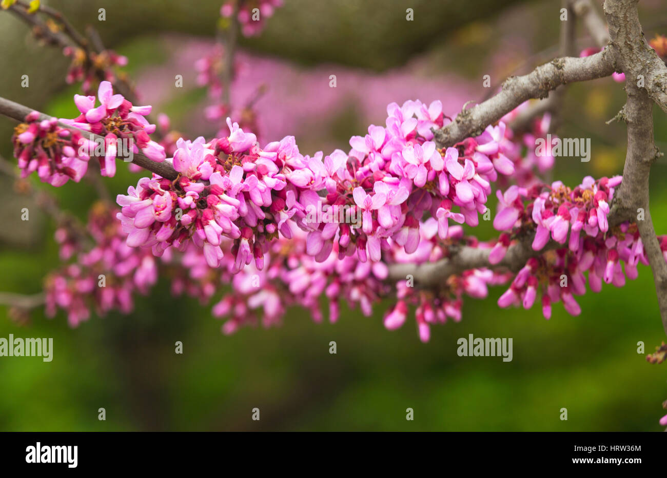 Fresh spring tree Stock Photo - Alamy