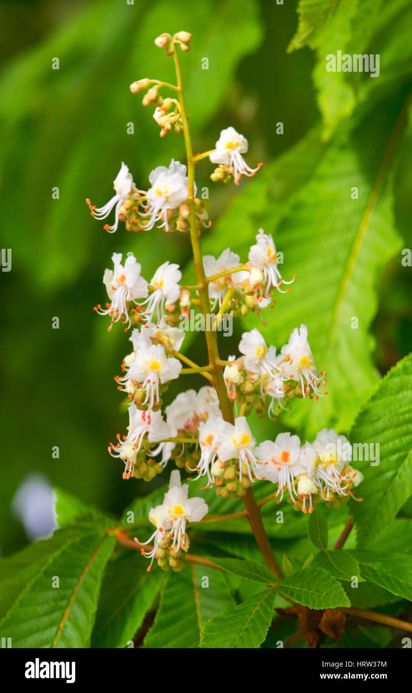 Fresh spring tree Stock Photo - Alamy