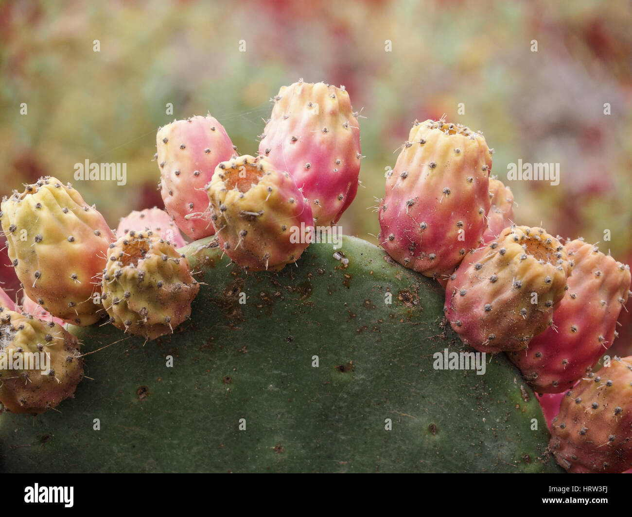 Closeup of a cholla cactus opuntia with fruits Stock Photo - Alamy
