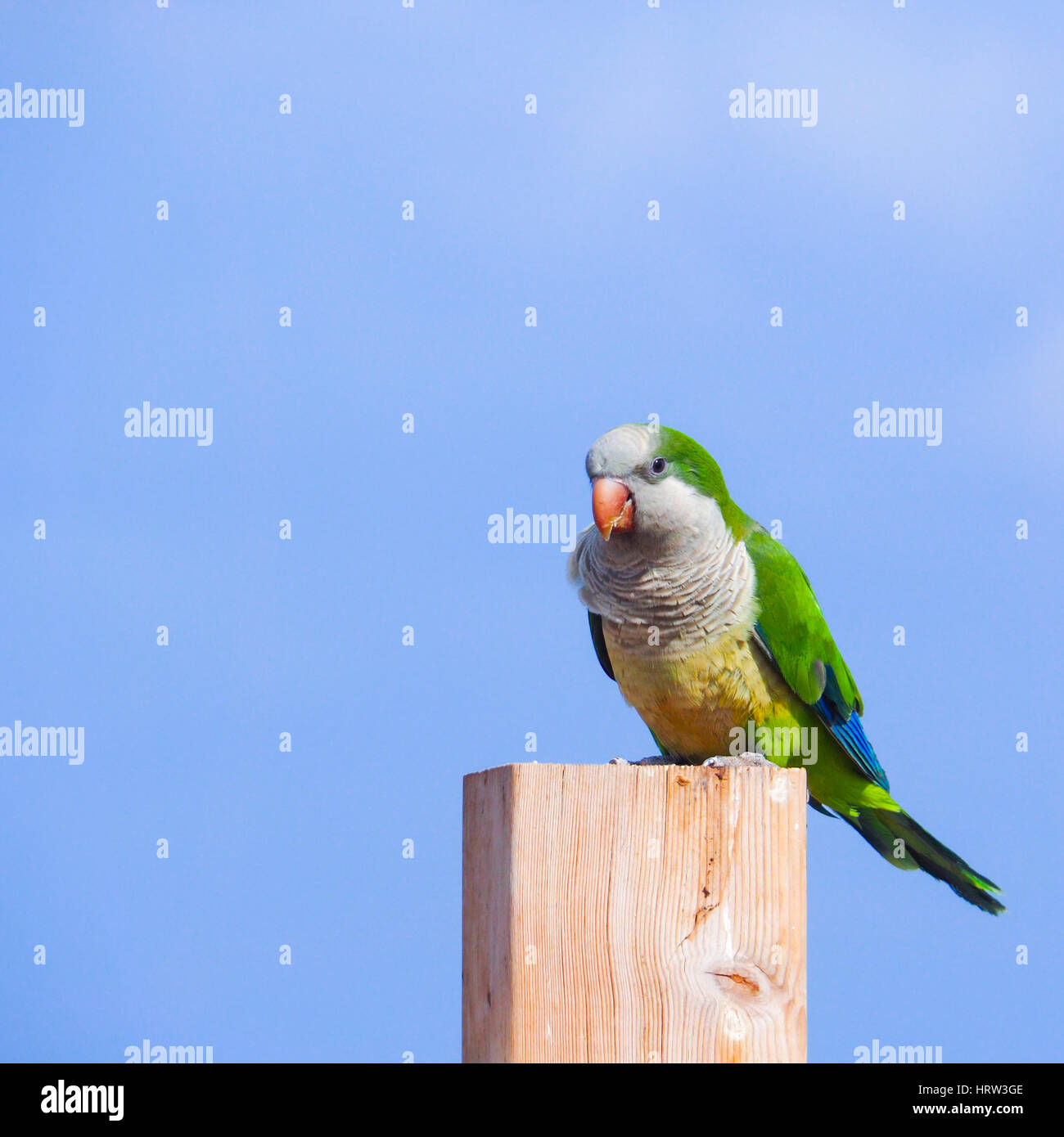 Green parakeet hi-res stock photography and images - Alamy