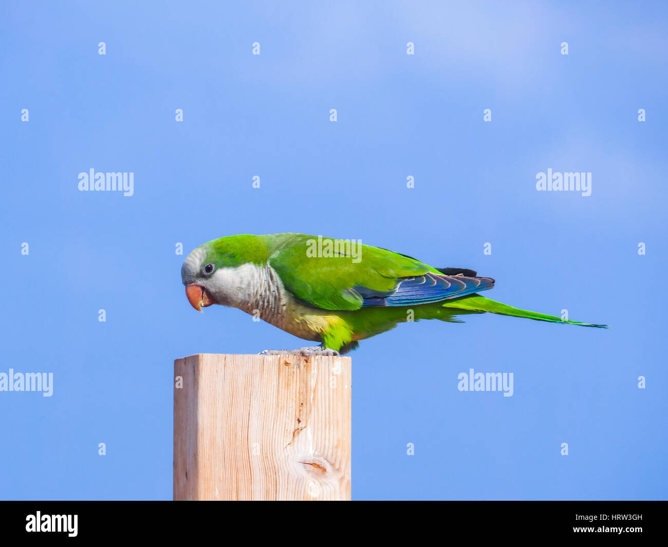 Green parakeet hi-res stock photography and images - Alamy