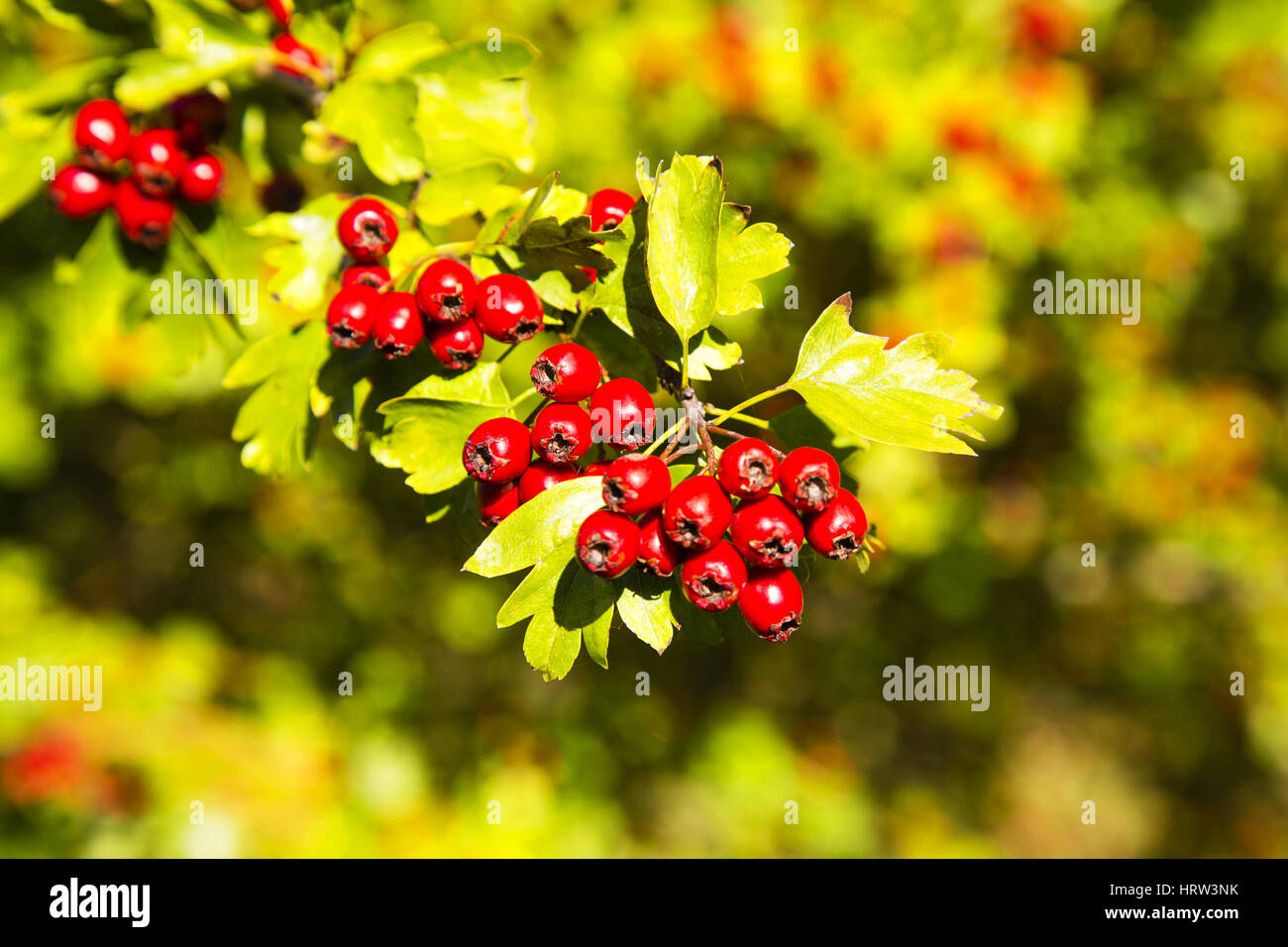 Tree with red berries Stock Photo - Alamy