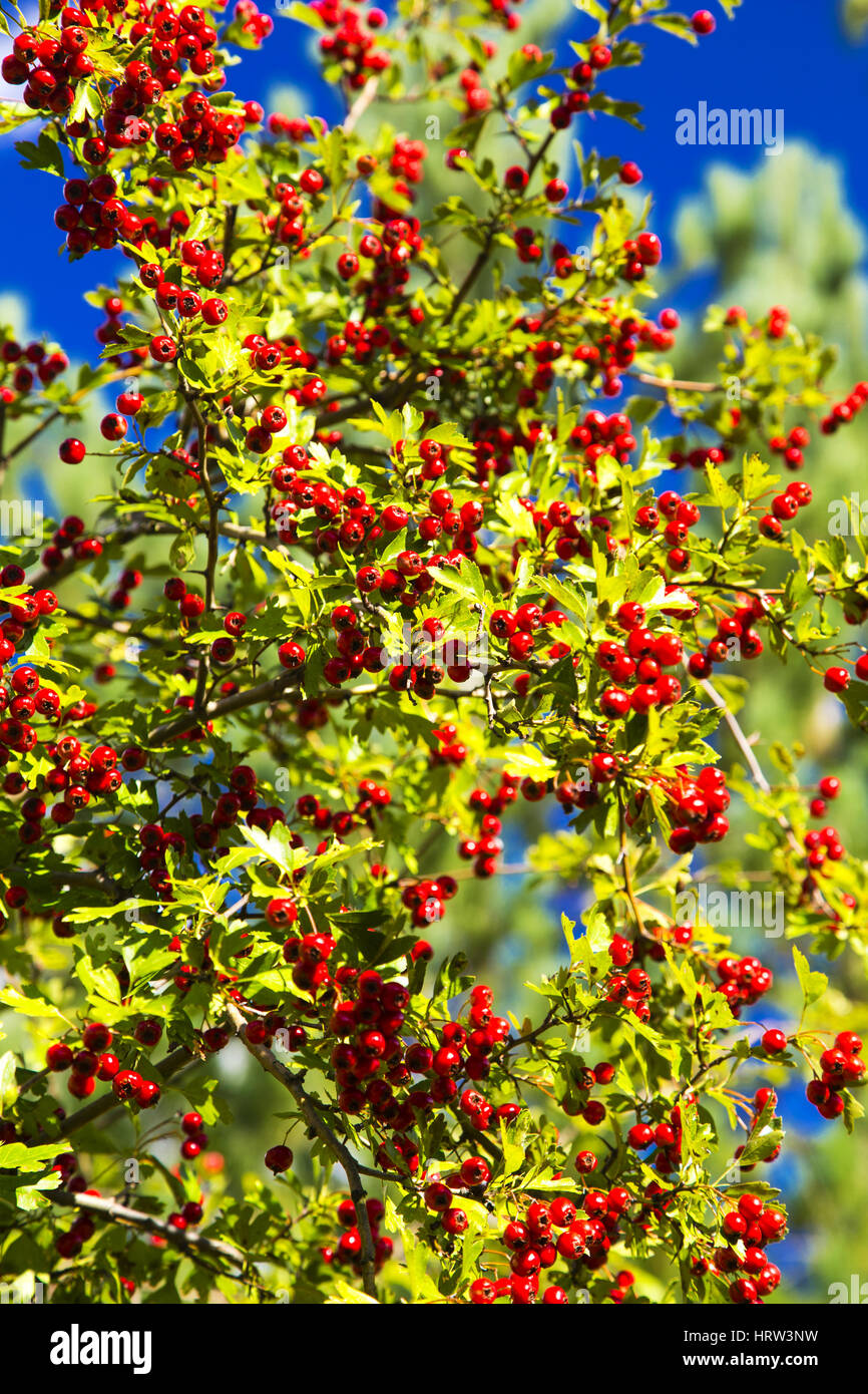 Tree with red berries Stock Photo - Alamy
