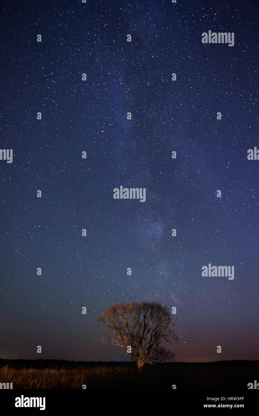 One tree stand on night stars background. Sky full of bright stars ...
