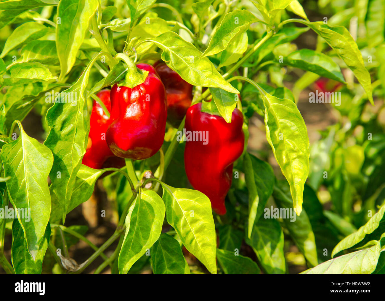Fresh pepper plant closeup Stock Photo - Alamy