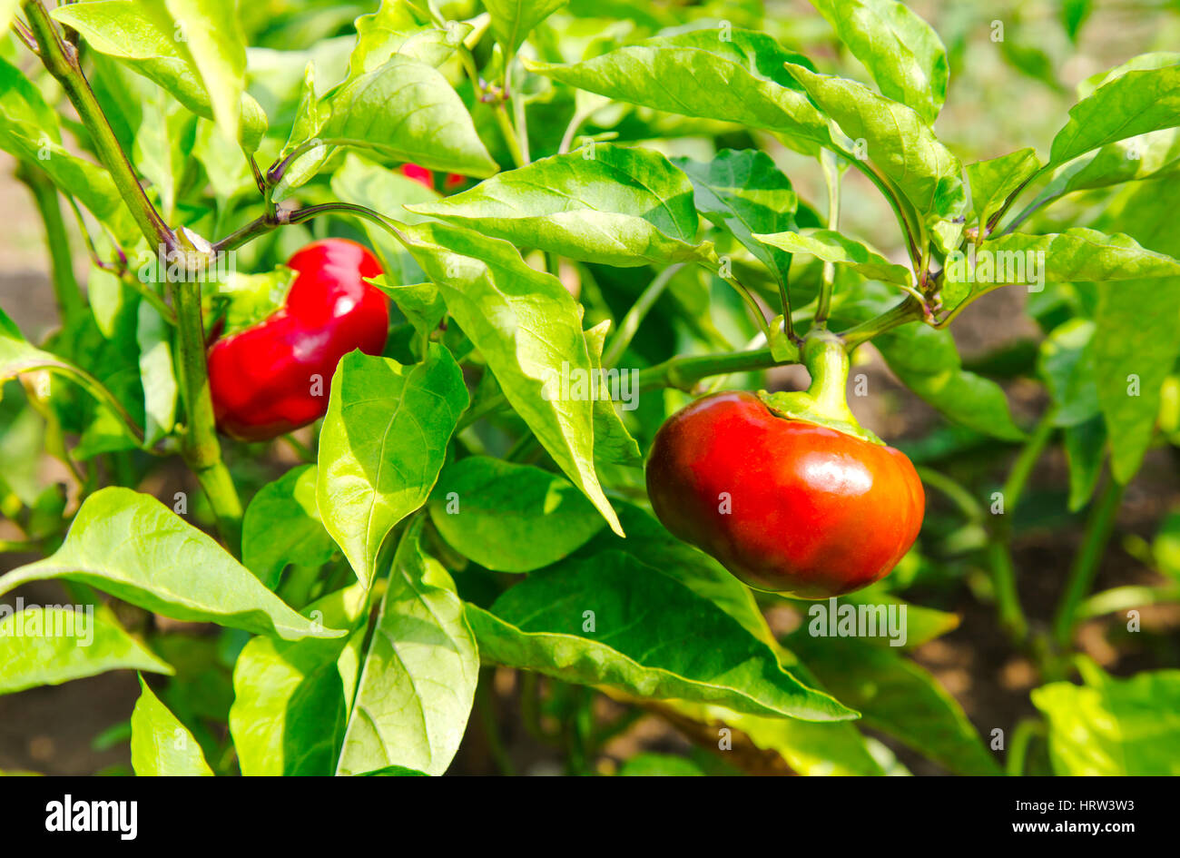 Fresh pepper plant closeup hi-res stock photography and images - Alamy
