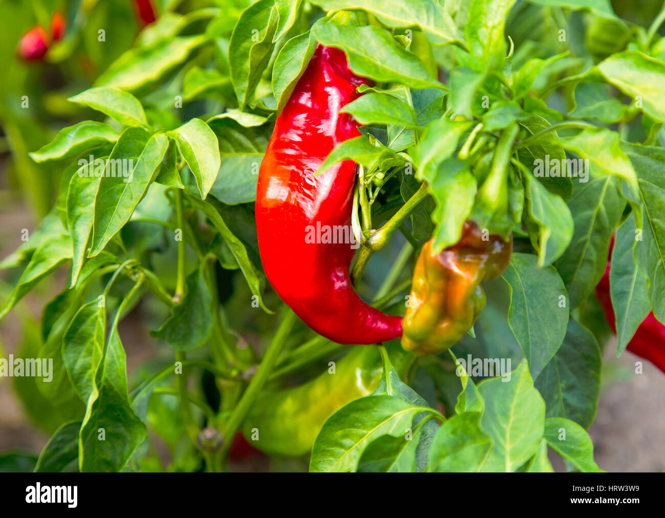 Fresh pepper plant closeup Stock Photo - Alamy