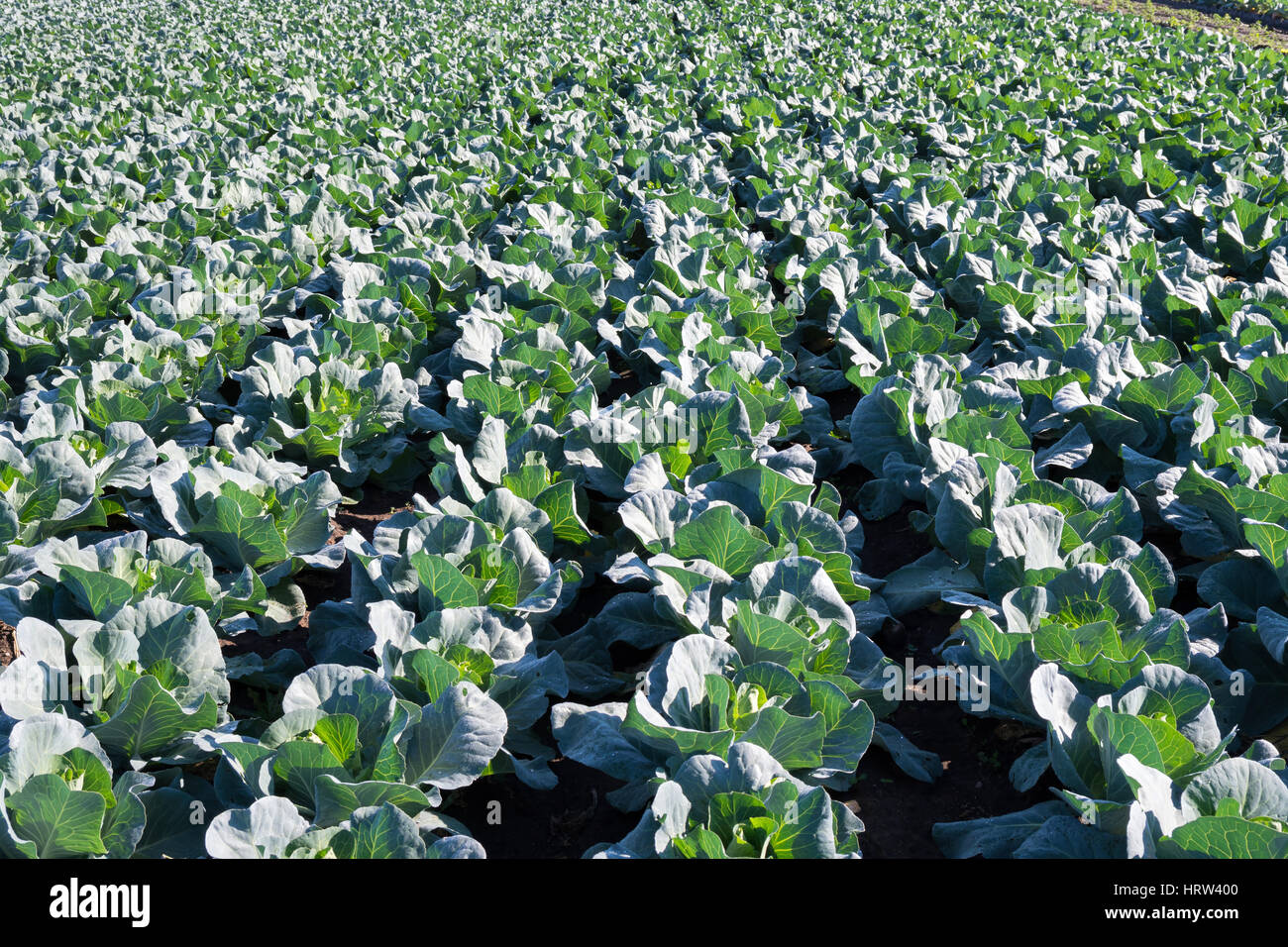 pointed cabbage field Stock Photo - Alamy