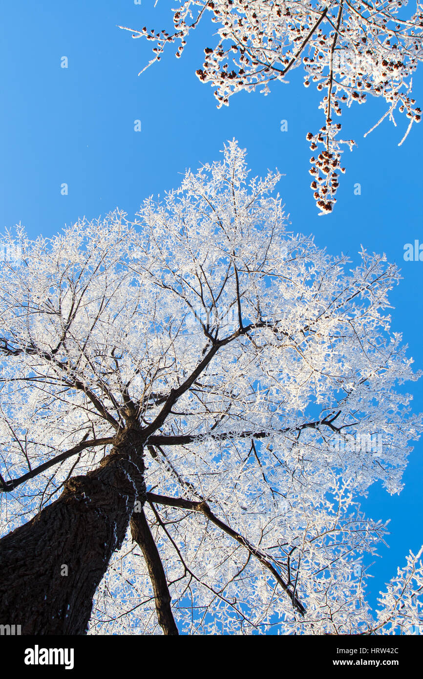 Cold frosty landscapes hi-res stock photography and images - Alamy