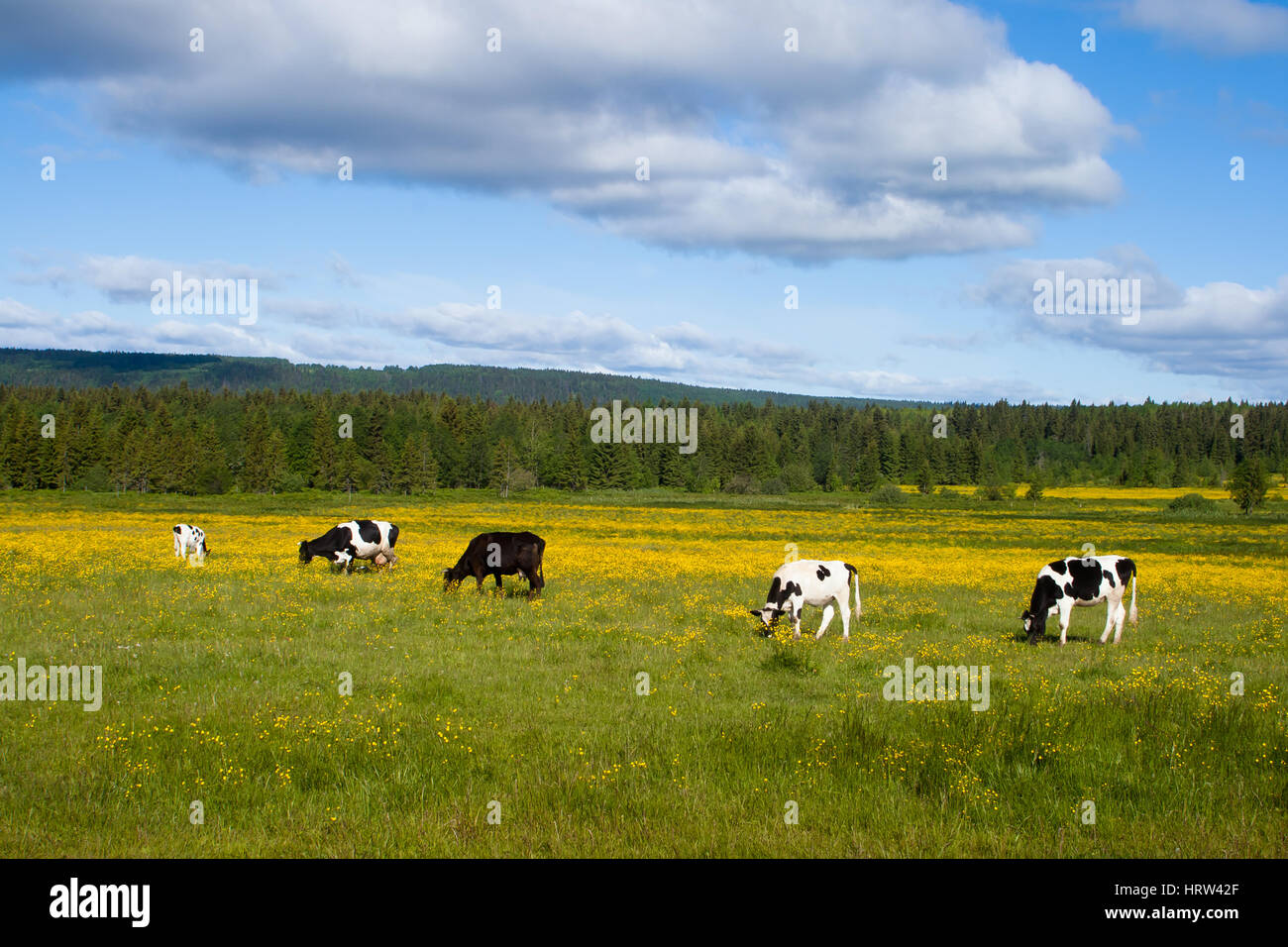 cows grazing in the meadow Stock Photo - Alamy